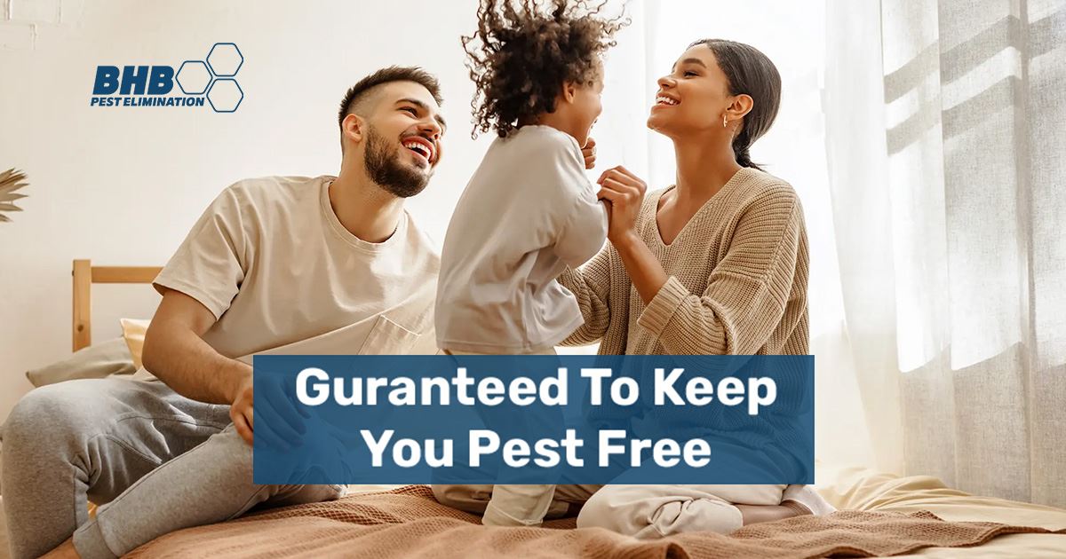 September 2025 Blogs | BHB Pest Elimination, LLC