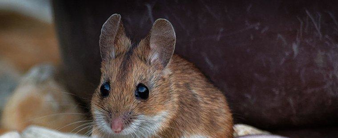 Pennsylvania Rodents Blogs | BHB Pest Elimination, LLC