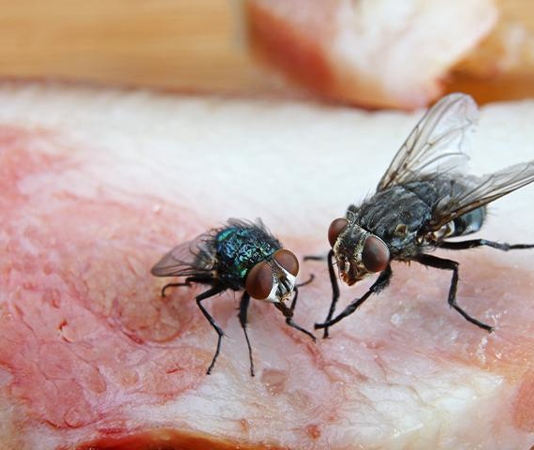 August 2020 Blogs | Pest Control