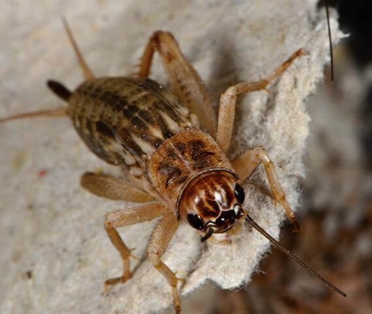 August 2020 Blogs | Pest Control