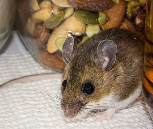 October 2020 Blogs | Pest Control